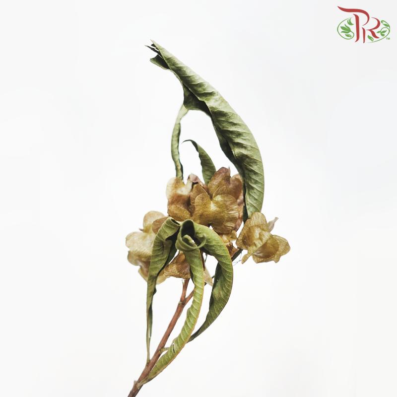 Poaceae – Pudu Ria Florist (Northern)